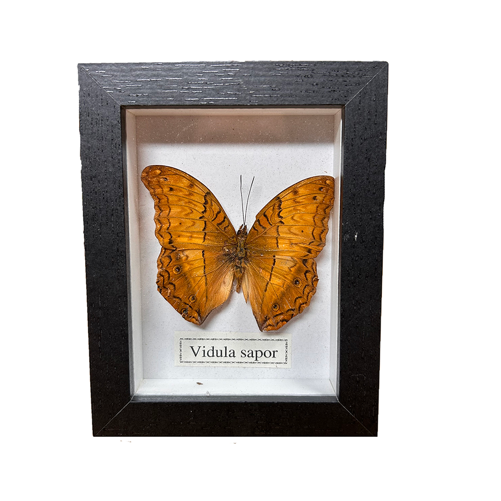 Butterfly Insect Specimen in Black Picture Frame, 8 Assorted – Jubilee ...